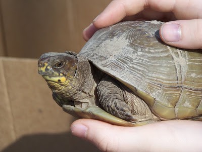 A Beautiful Childhood - Artful Homemaking